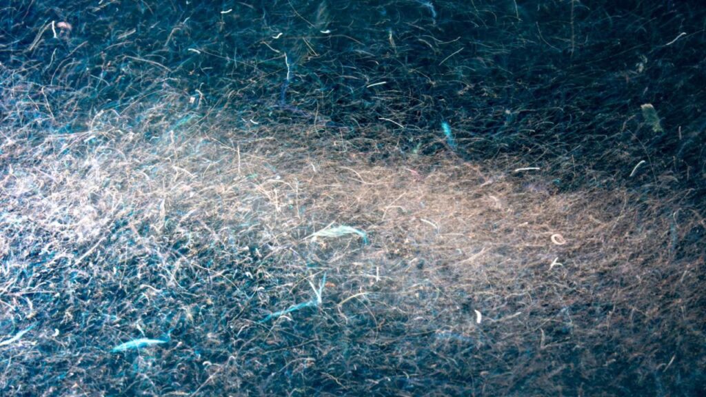 Plankton are much more interesting than you might think | SocioToday