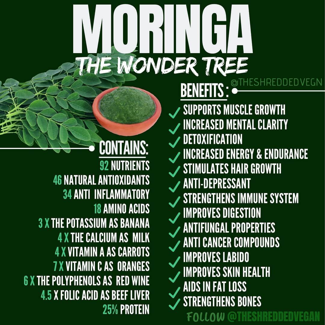 Exploring Moringas Ancient Longevity Secrets | SocioToday